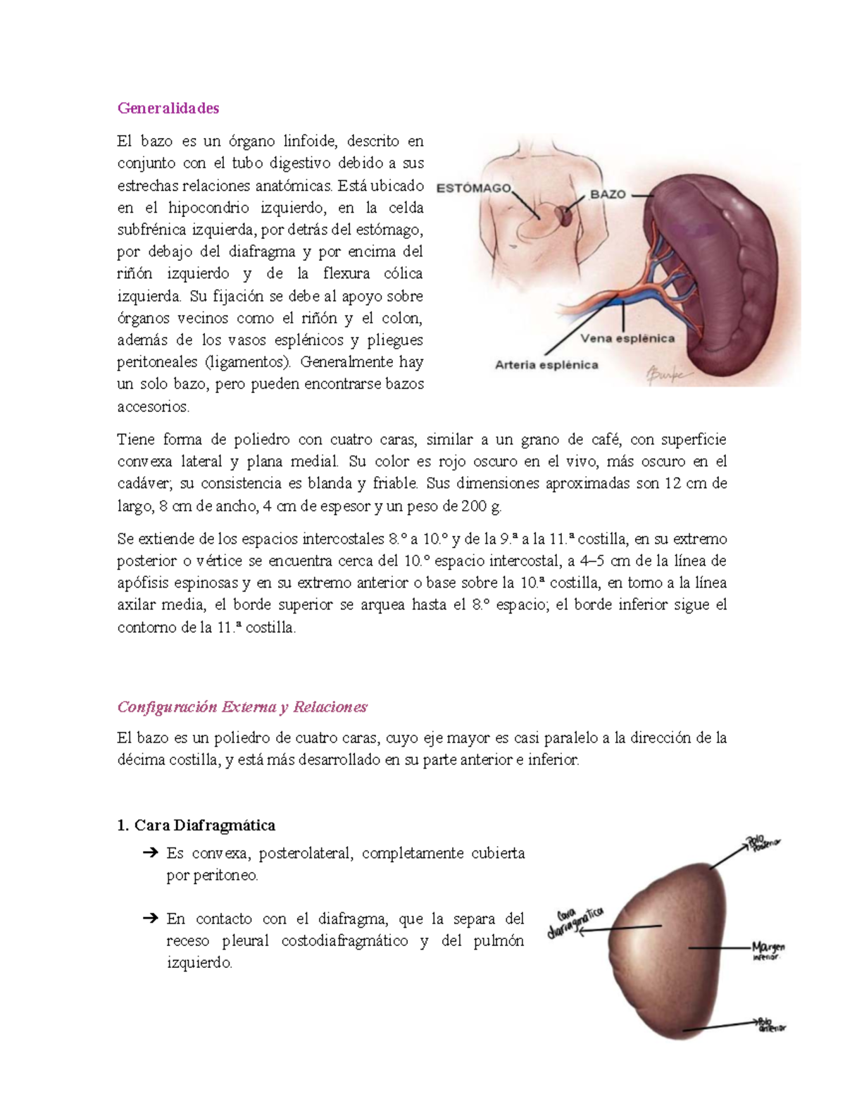 Bazo: Anatomía y Funciones según Rouvière - Studocu