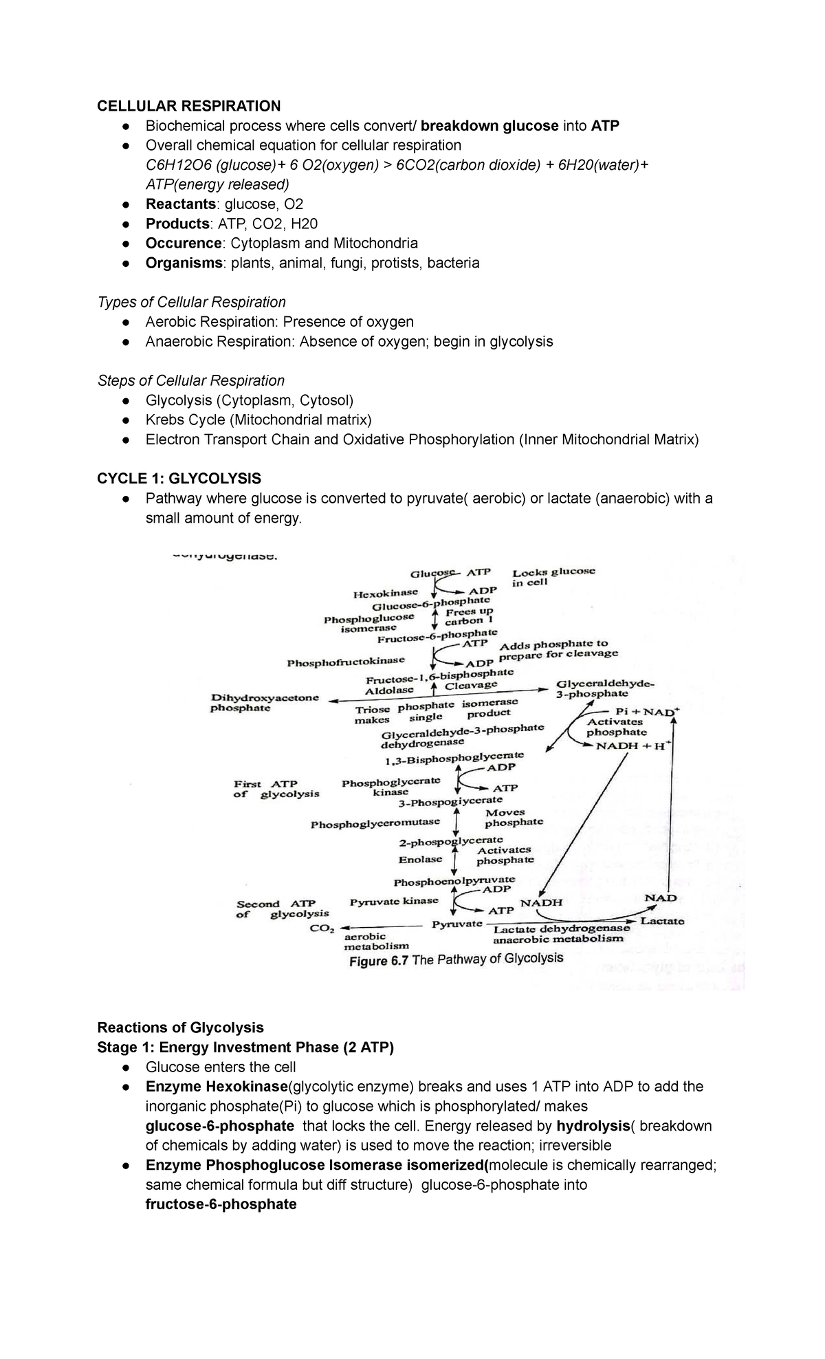 Biochem 101: Cellular Respiration Overview and Pathways - Studocu