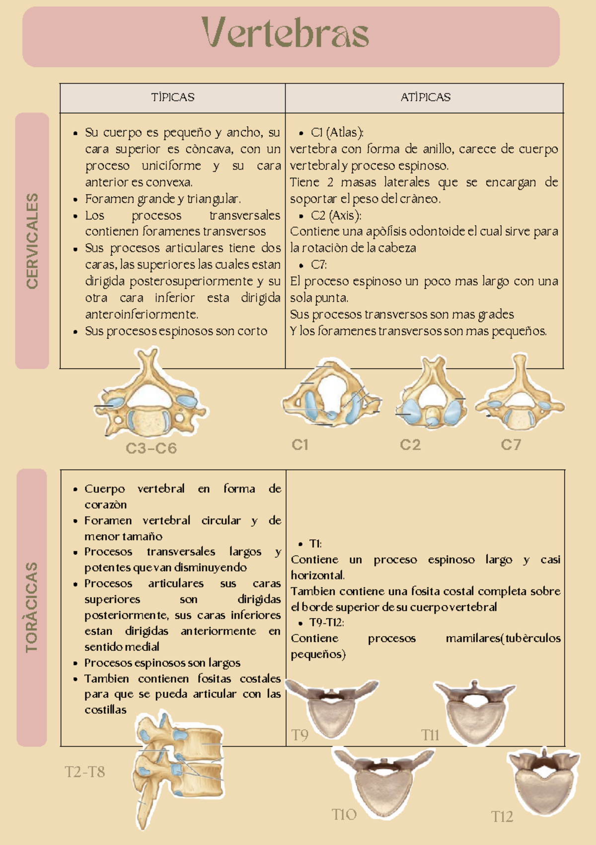 Vertebras - tarea - TÌPICAS ATÌPICAS Su cuerpo es pequeño y ancho, su ...
