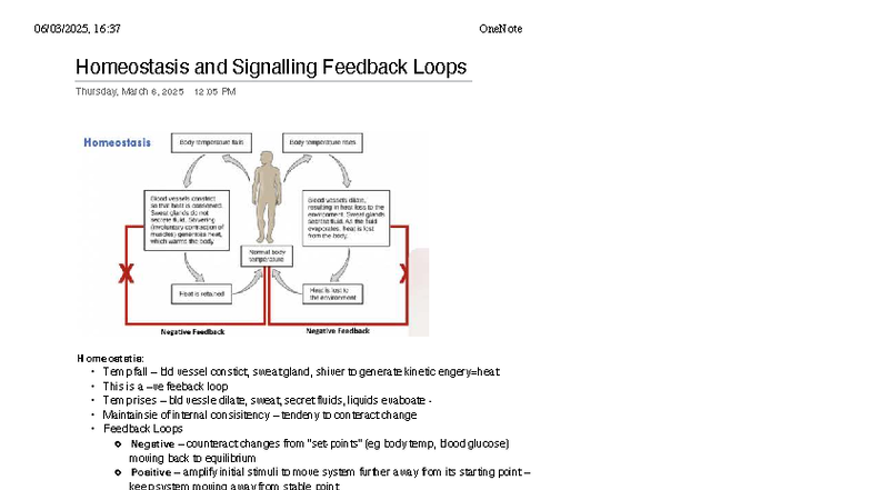 BIO1001 - Homeostasis and Signalling Feedback Loops Overview - Studocu