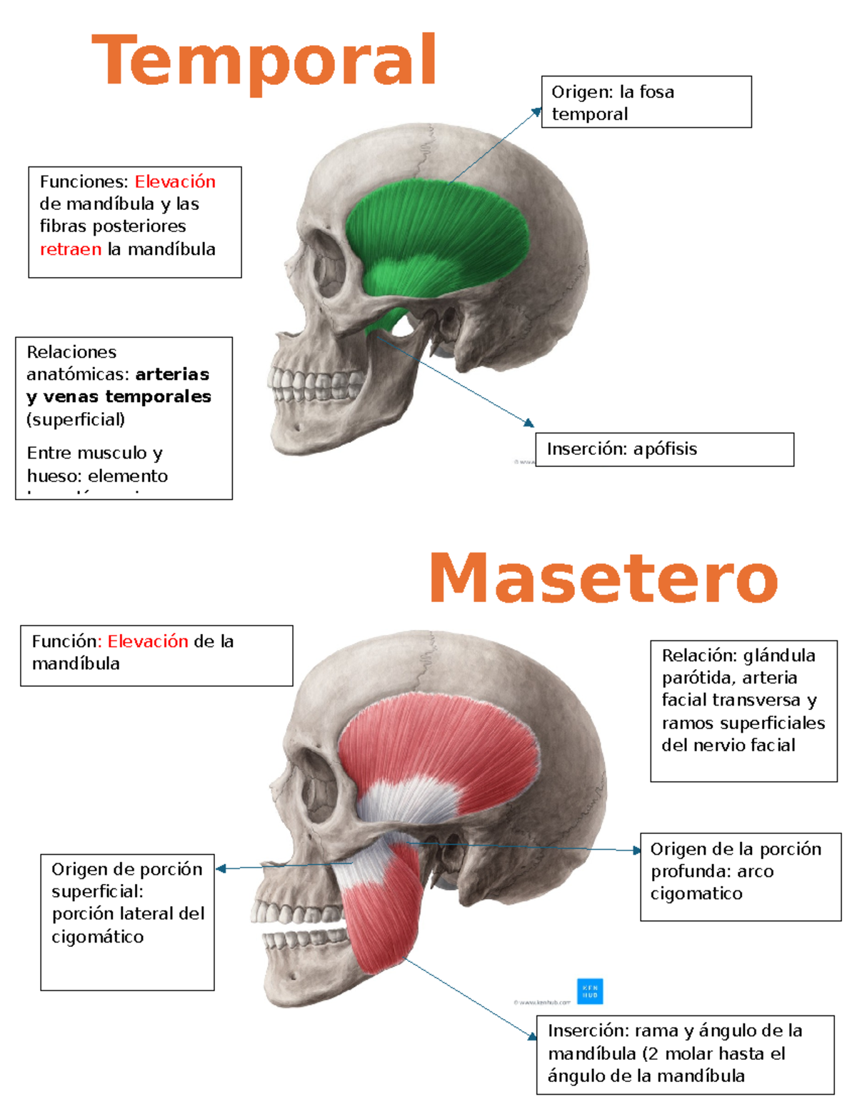 Músculos de la masticación - Origen: la fosa temporal Inserción ...