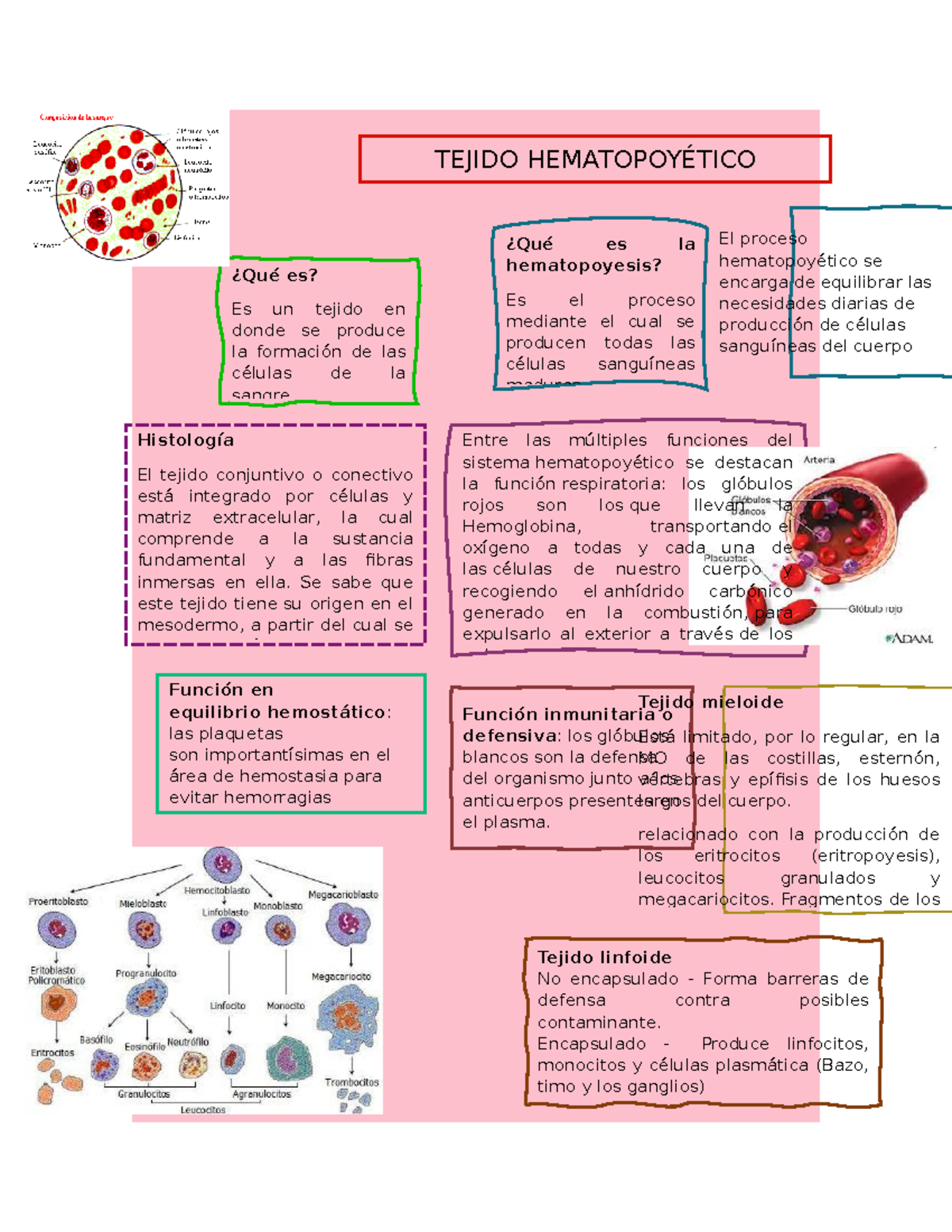 Tejido Hemático - ¿Qué es la hematopoyesis? Es el proceso mediante el ...