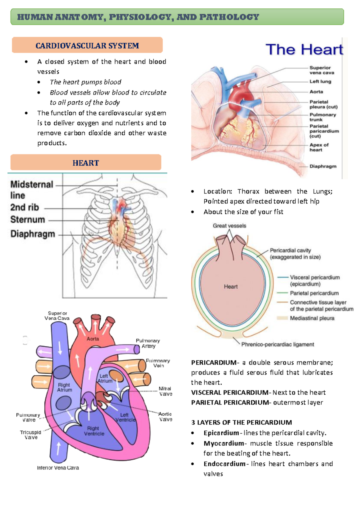 Cardiovascular System Transes - A closed system of the heart and blood ...