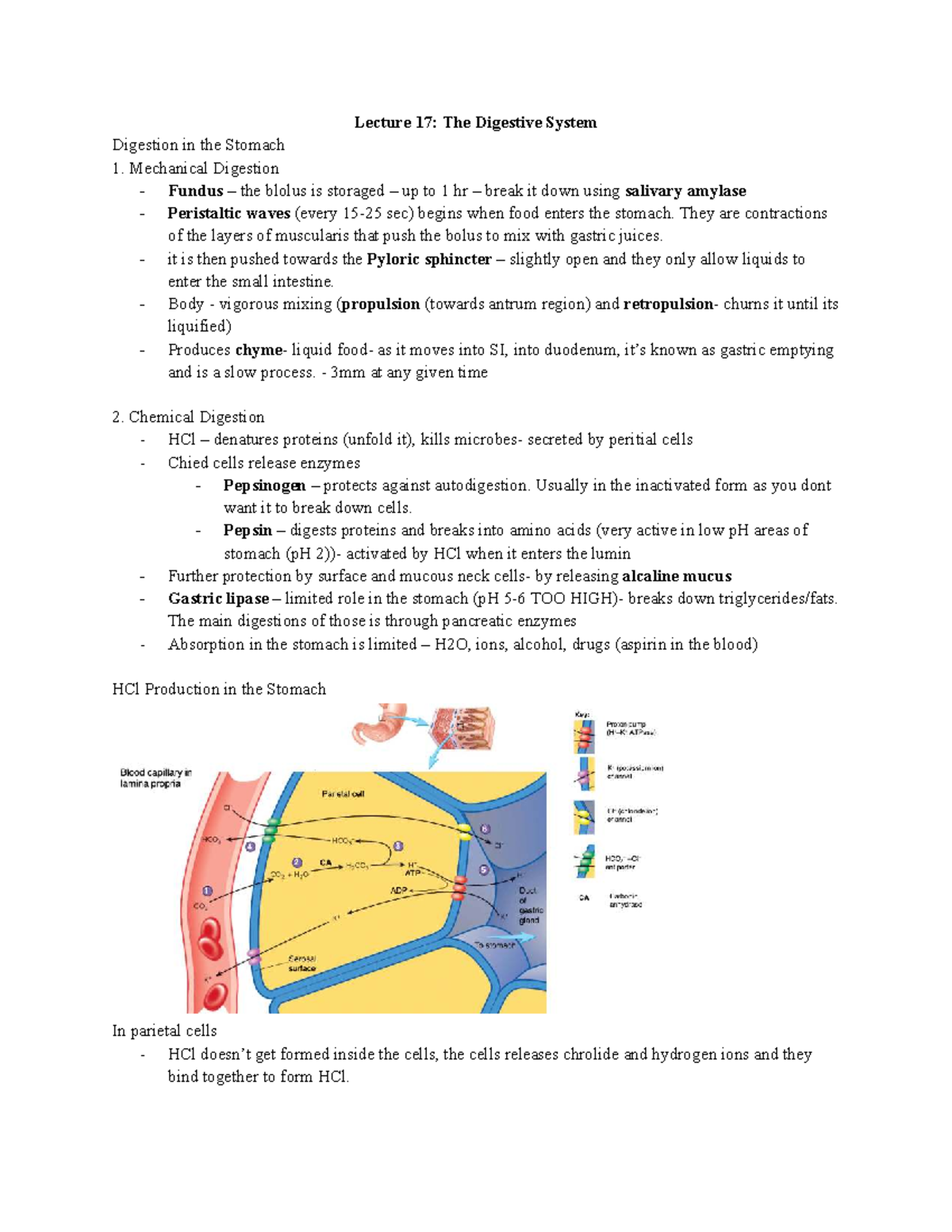 17: Digestive Process and Chemical Digestion in the Stomach - Studocu