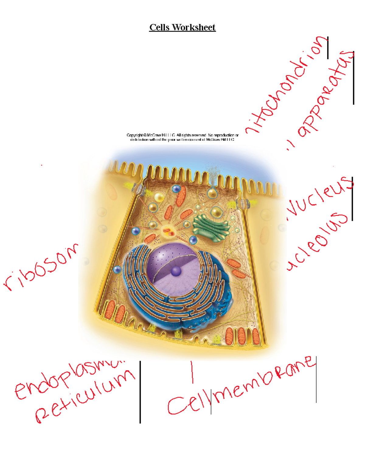 BIOS251 Week 3 Cells Worksheet: Organelle Functions & Transport Mechanisms - Studocu