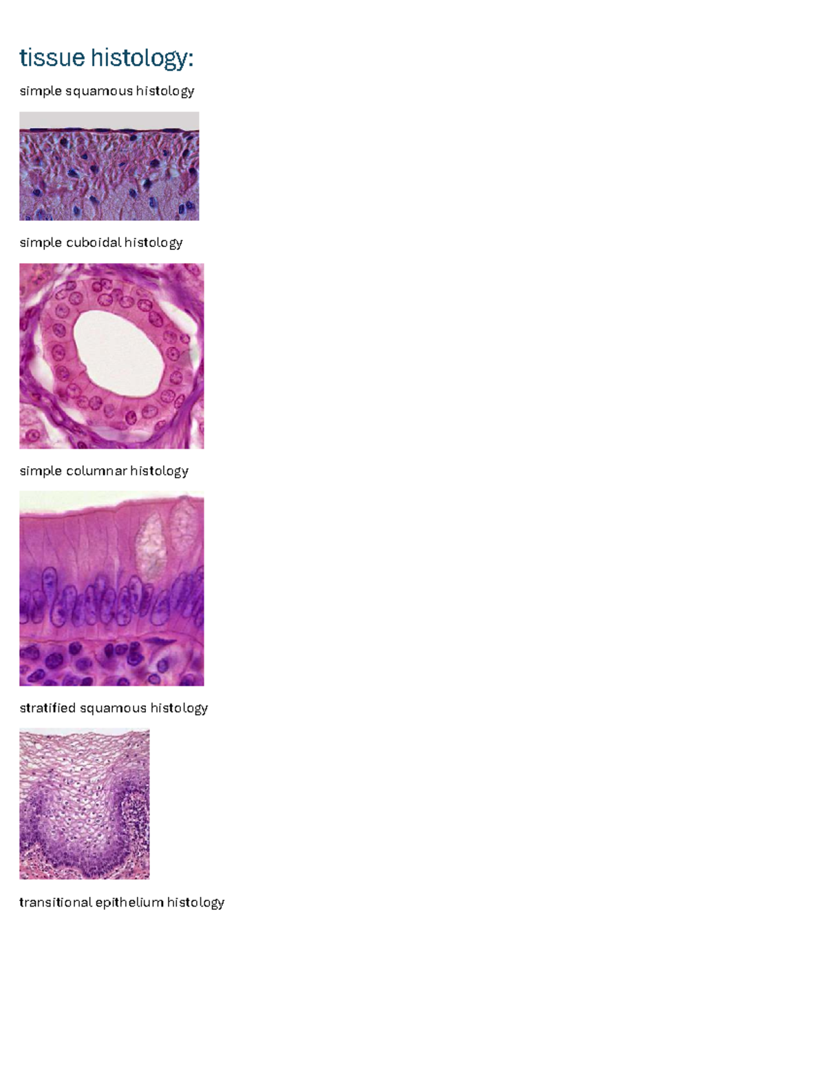 Anat 100 Prac 1: Tissue Histology and Bone Structure Notes - Studocu