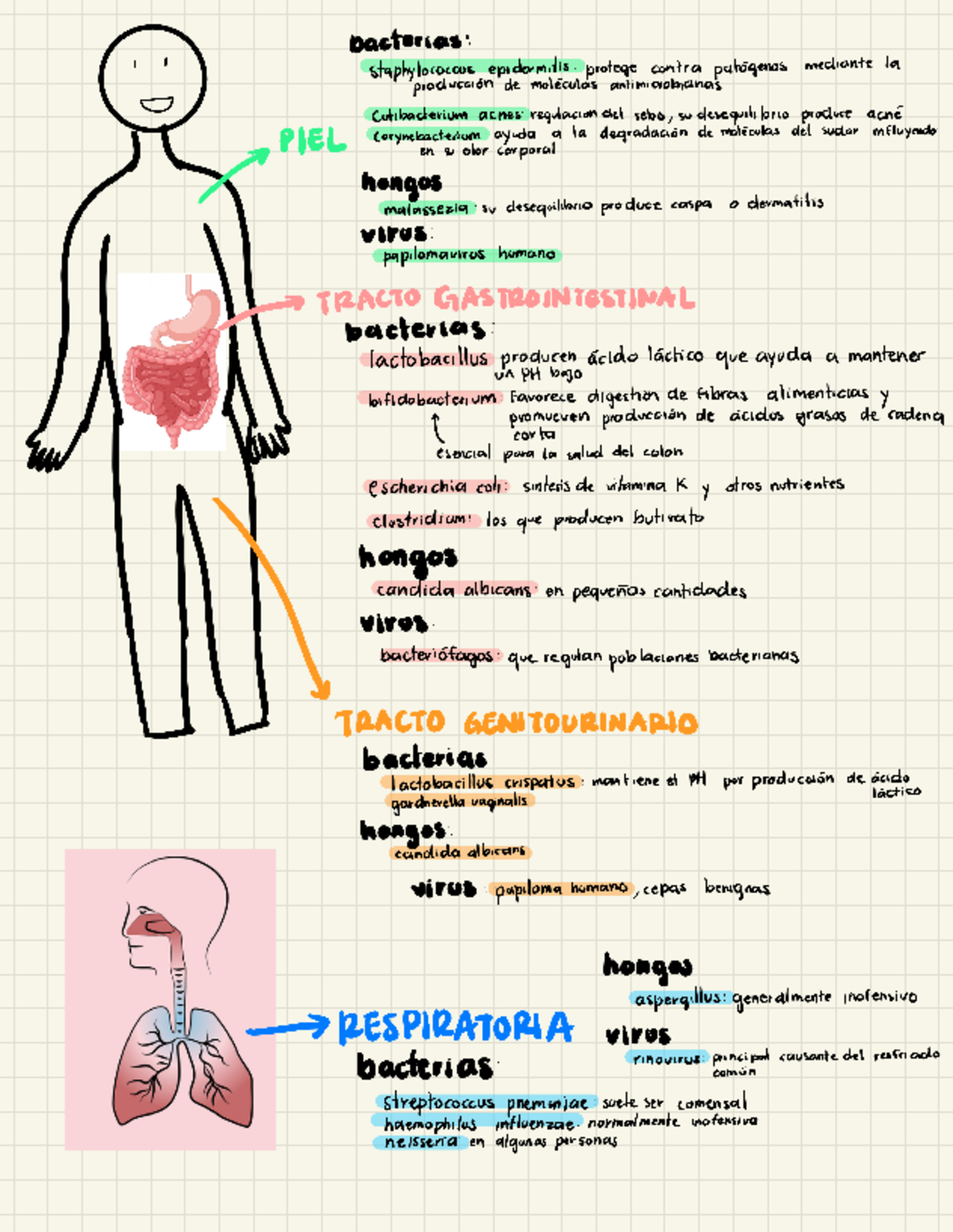 Microflora normal - bacterias: staphylococcus epidermitis protege ...