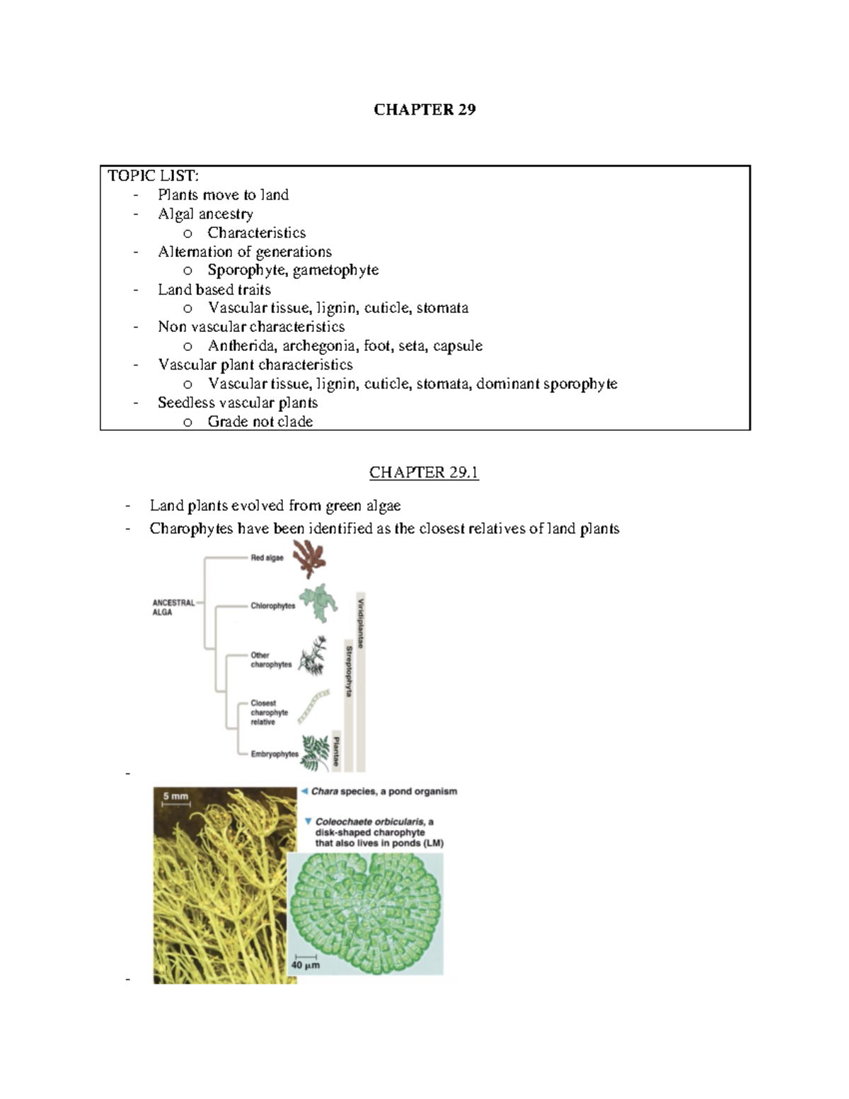 Chapter 29: Evolution of Land Plants and Vascular Systems - CHAPTER 29 ...
