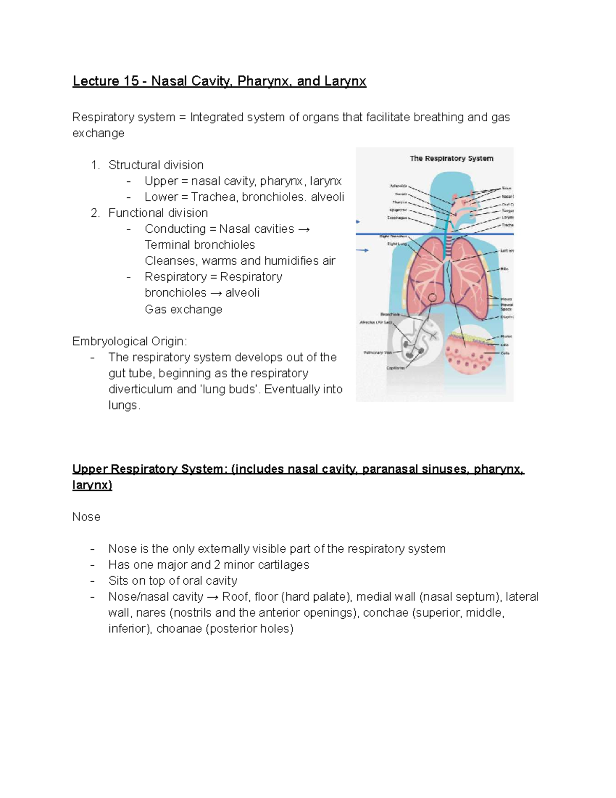Anatcell 2ND TERM LAB Review: Respiratory & Digestive Systems Overview ...