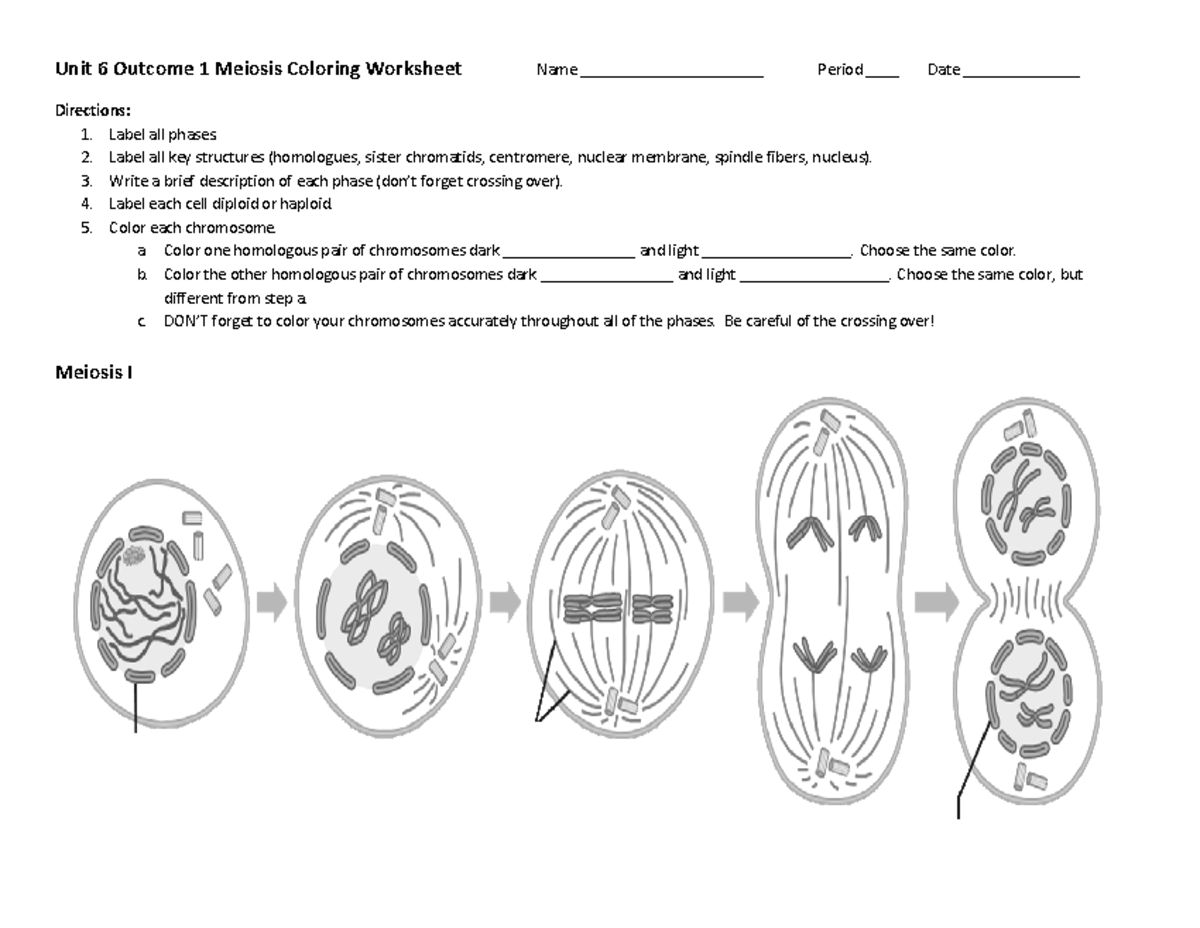 Meiosis Coloring Worksheet - Unit 6 Outcome 1 Notes - Studocu
