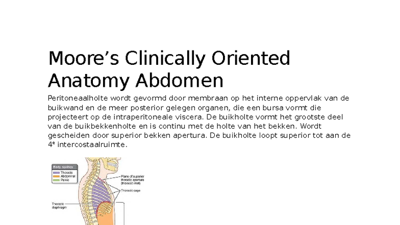 H5 Anatomie van de Buikholte en Peritoneum - Studeersnel