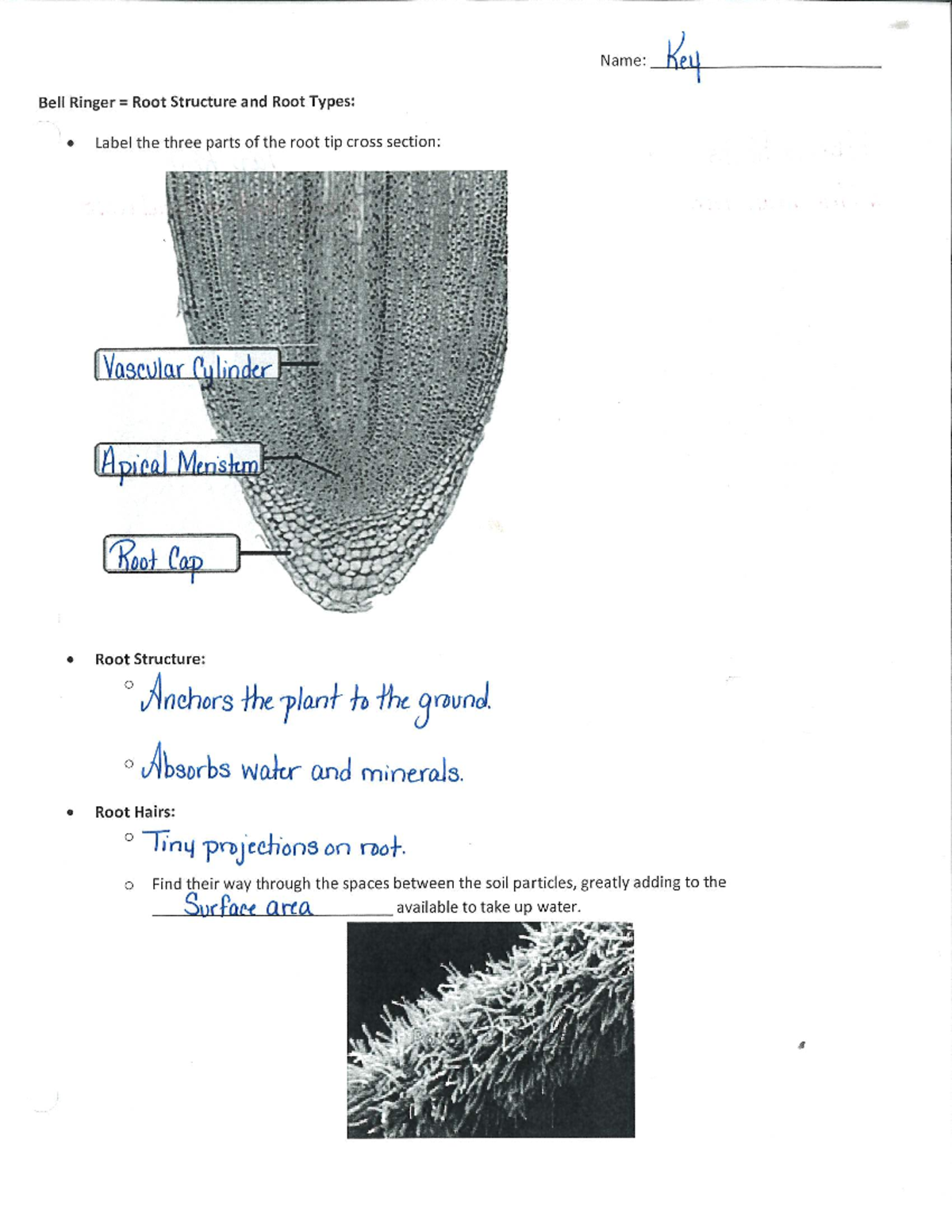 Bell ringer - key roots - Name: Key Bell Ringer Root Structure and Root ...