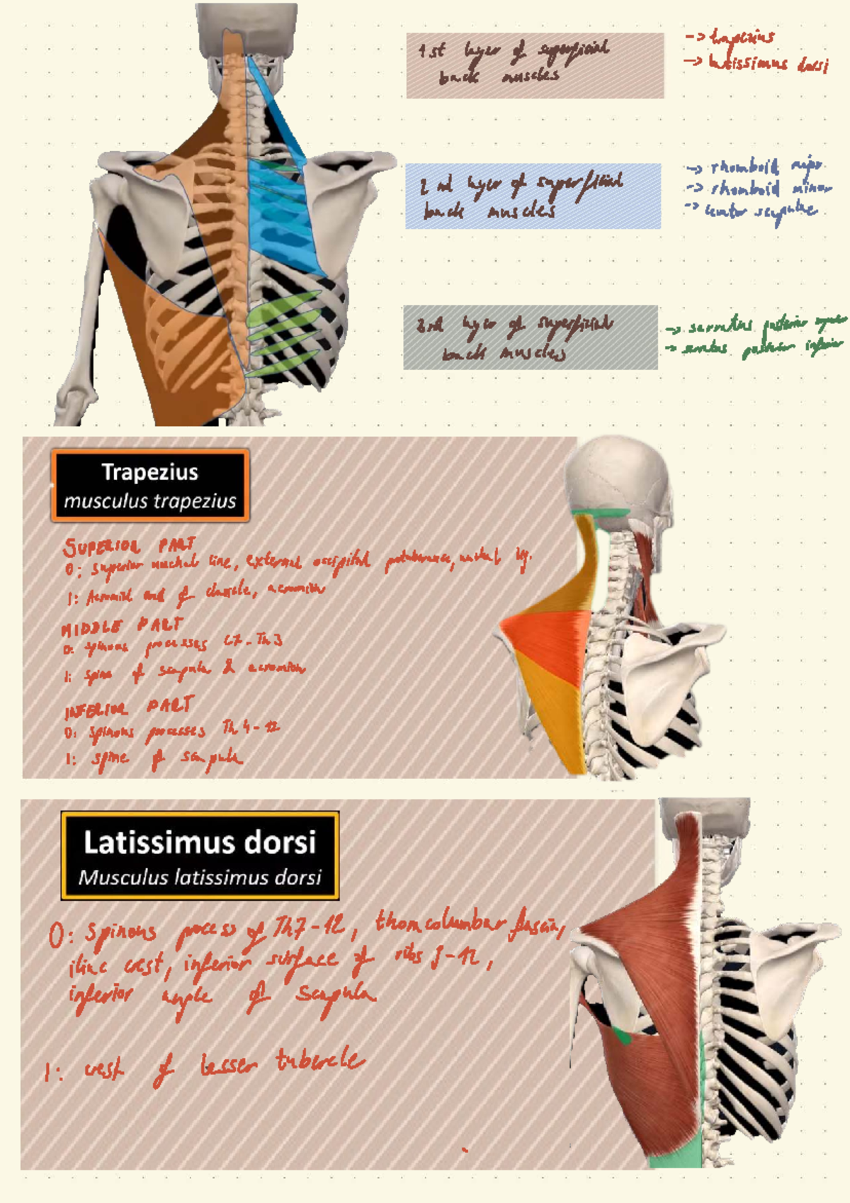 Back Muscles Anatomy: Superficial & Suboccipital Layers - Studocu