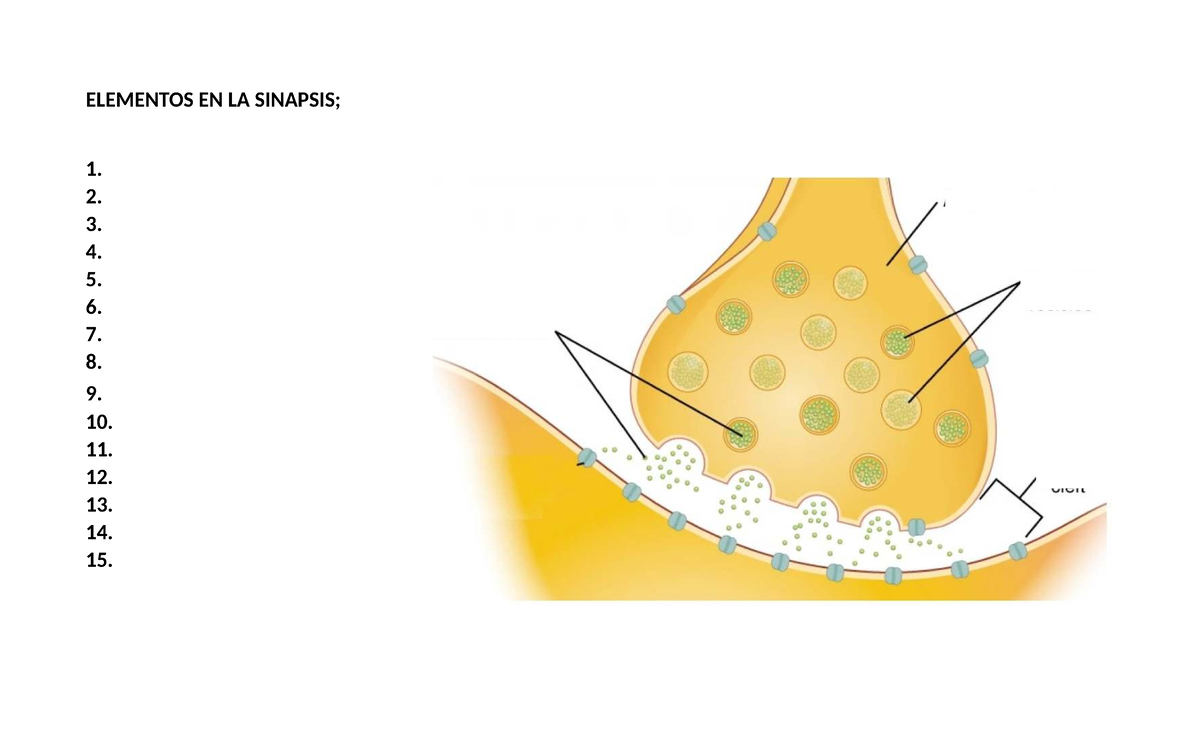 Elementos EN LA Sinapsis - Anatomía Humana I - ELEMENTOS EN LA SINAPSIS; 1. 2. 3. 4. 5. 6. 7. 8 ...