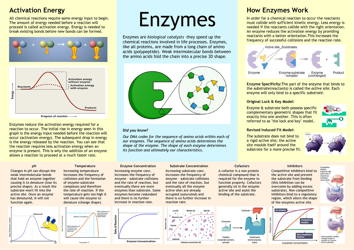 Enzymes - Comprehensive Assignment Notes for Biology 101 - Studocu