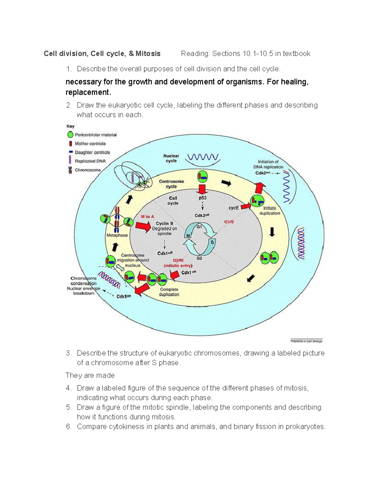 Biology 101: Exam 3 Notes on Cell Division & Genetics - Studocu