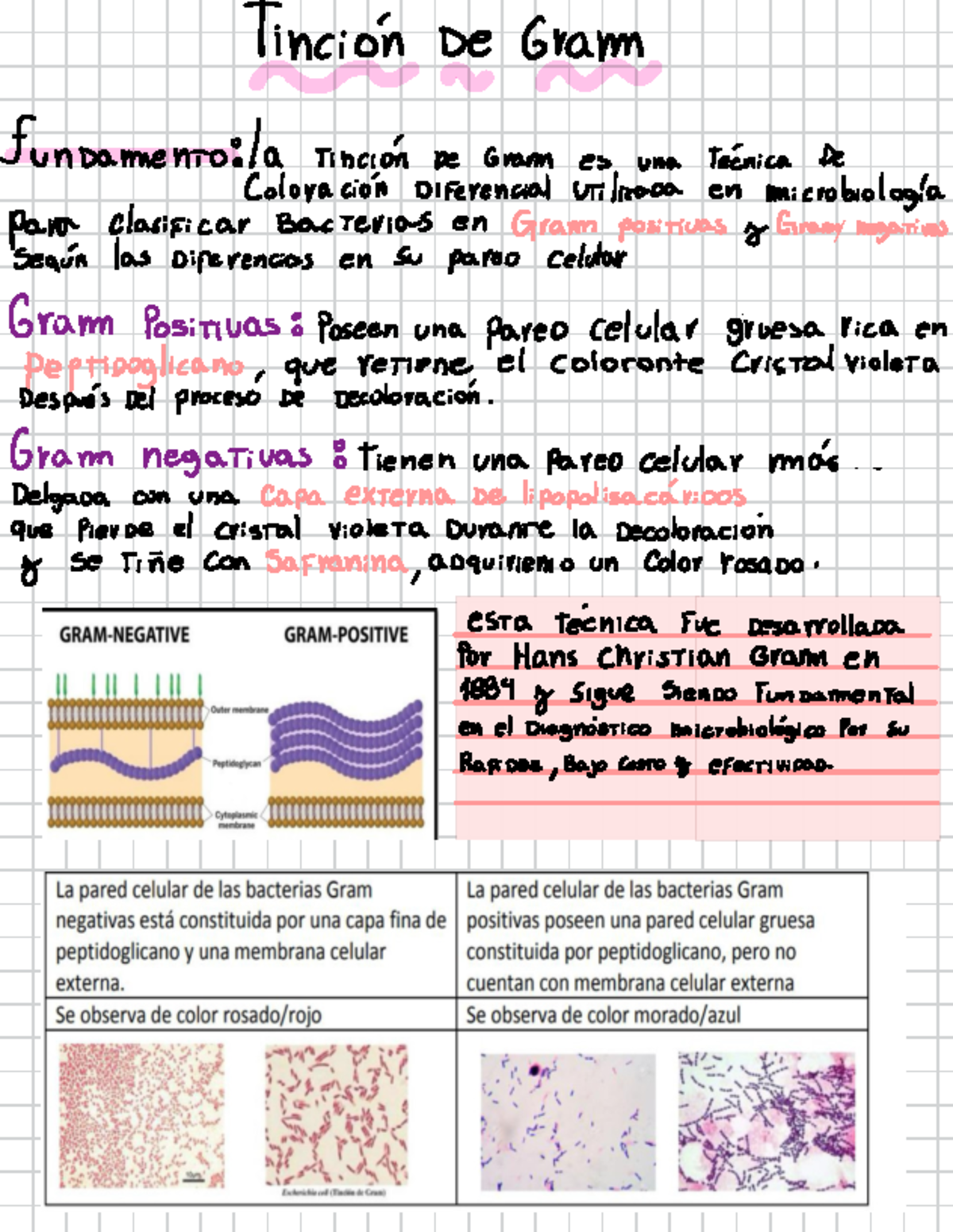 Tinción de GRAM - Tincion de gram fundamentos y paso a paso. - tinción de Gram la tinción de ...