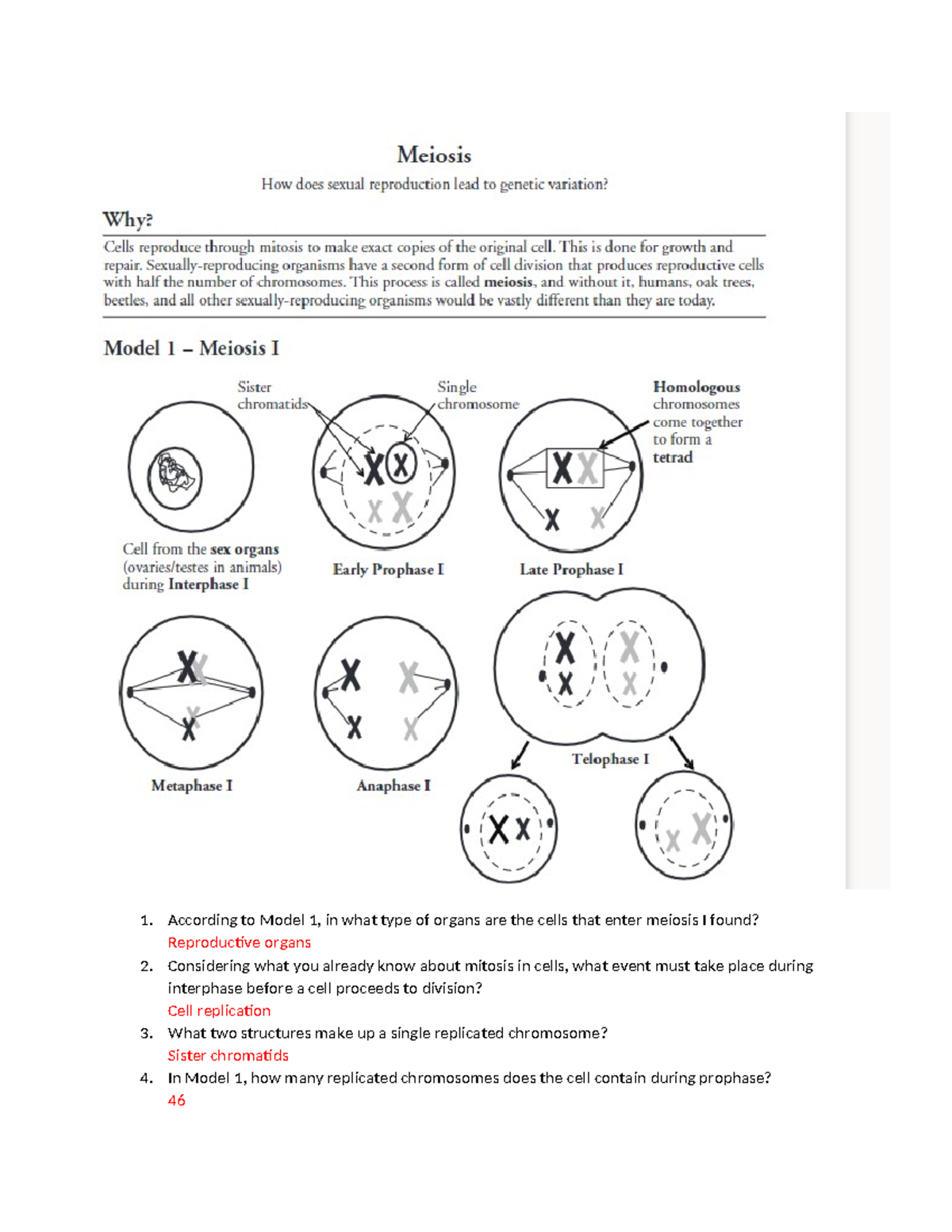 BIO 101 Meiosis Worksheet and Study Guide - Studocu
