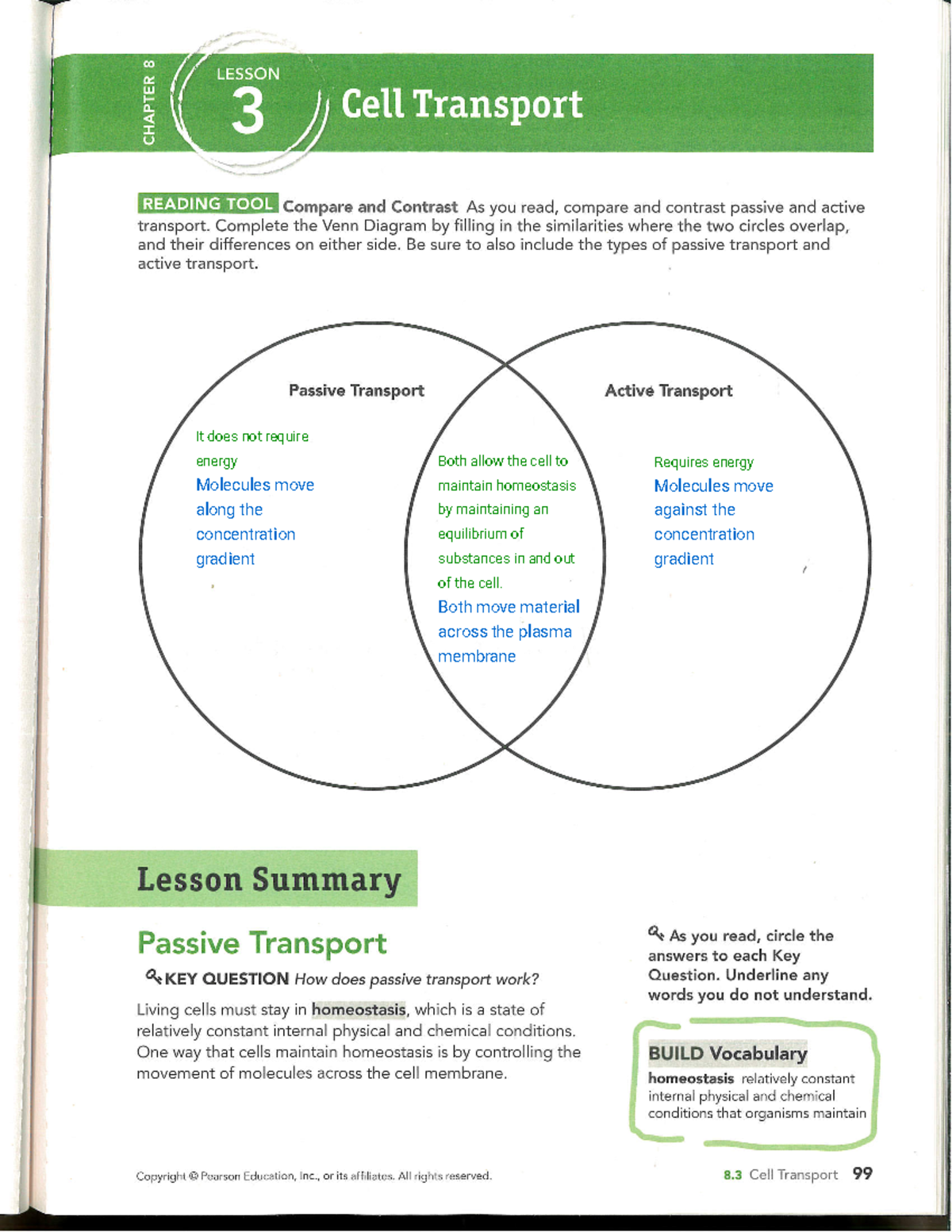 Active Transport Diagram Pearson