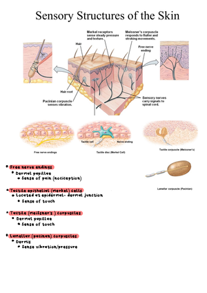 [Solved] How did the EMG biceps trace change when you added weight to ...