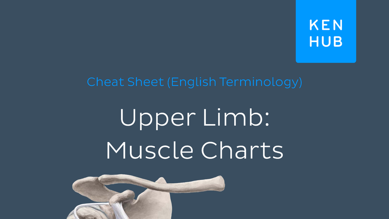 Upper Limb Muscle Charts Cheat Sheet (Anatomy 101) - Studocu