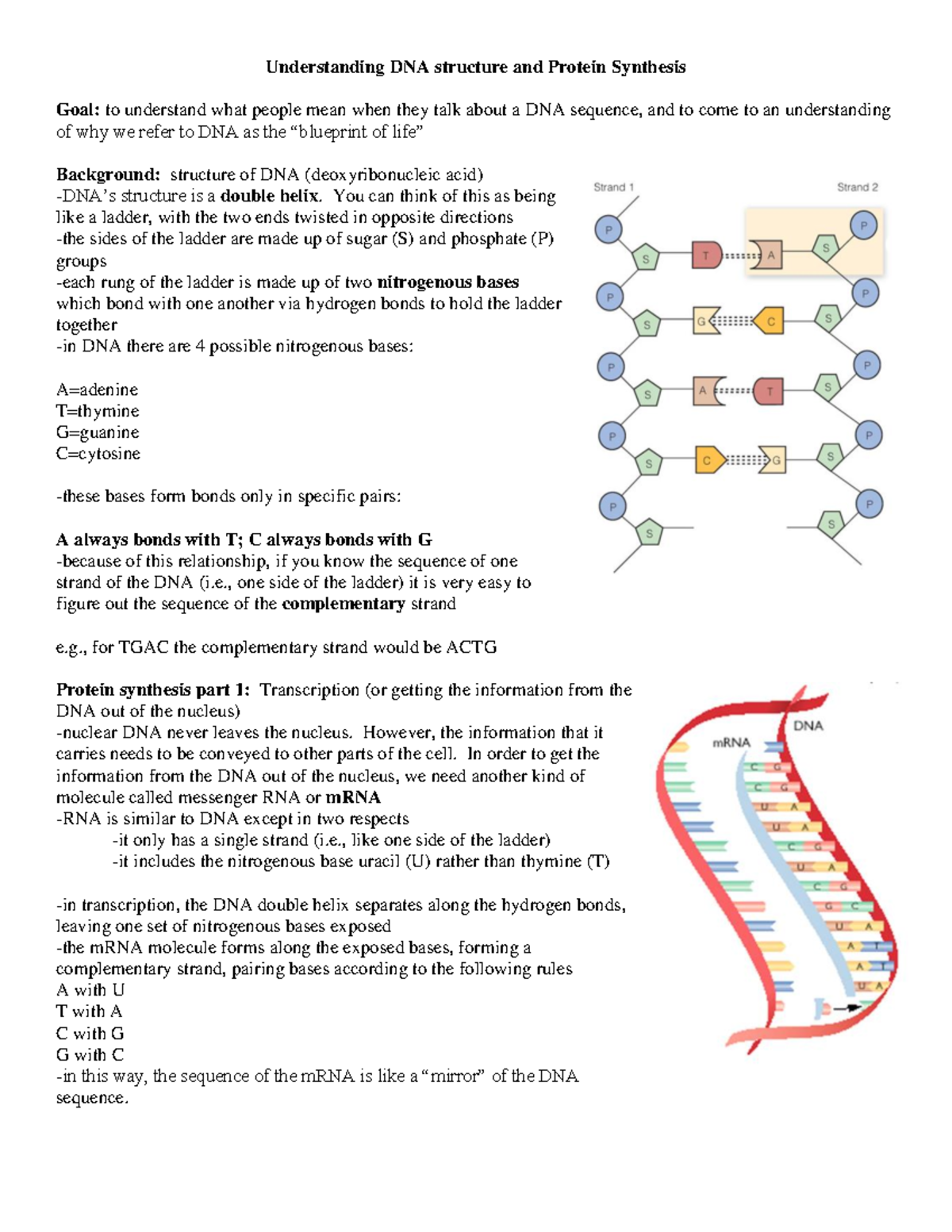 ANTA01 Fall 2020 DNA Structure & Protein Synthesis Overview - Studocu