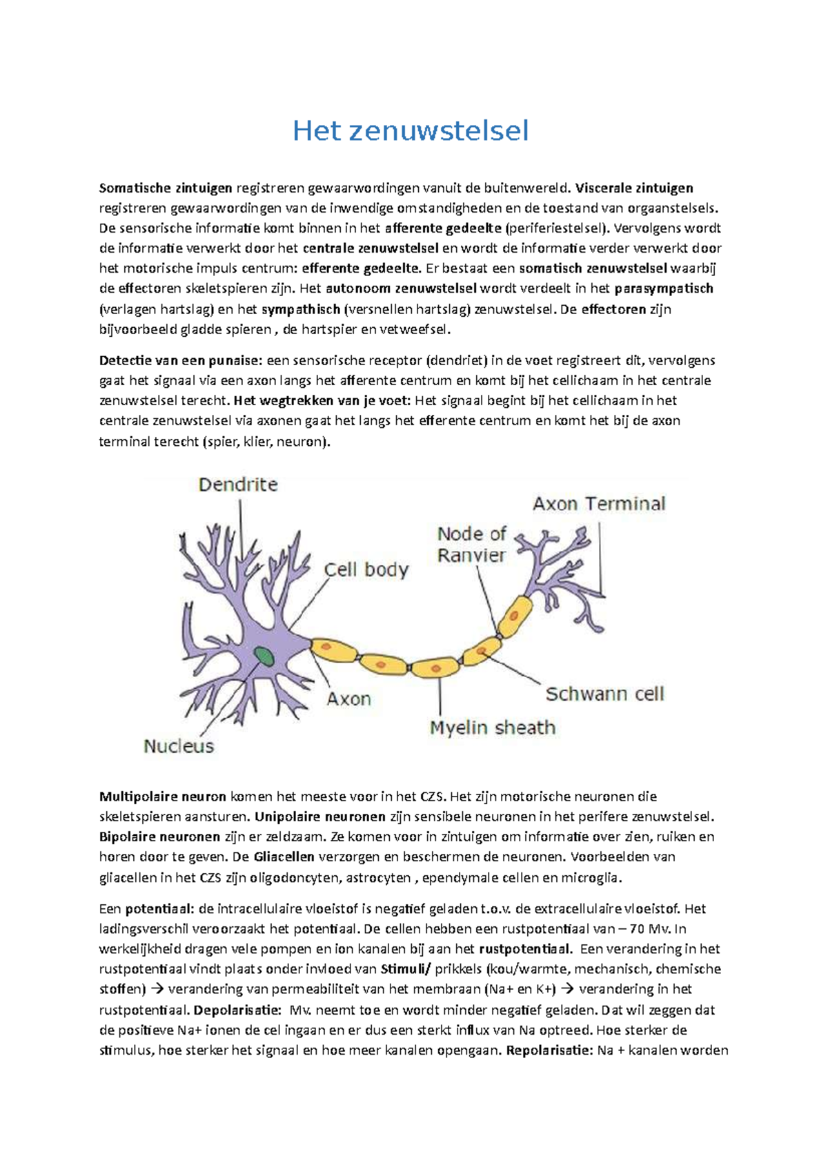 Actiepotentialen in het Zenuwstelsel: Mechanismen en Effecten - Studeersnel