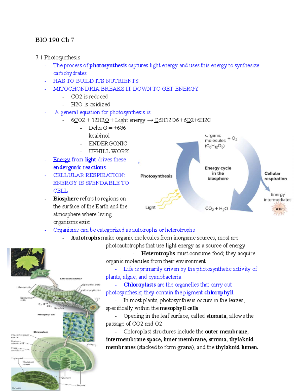 BIO 190 Ch 7 - Photosynthesis: Mechanisms and Processes - Studocu