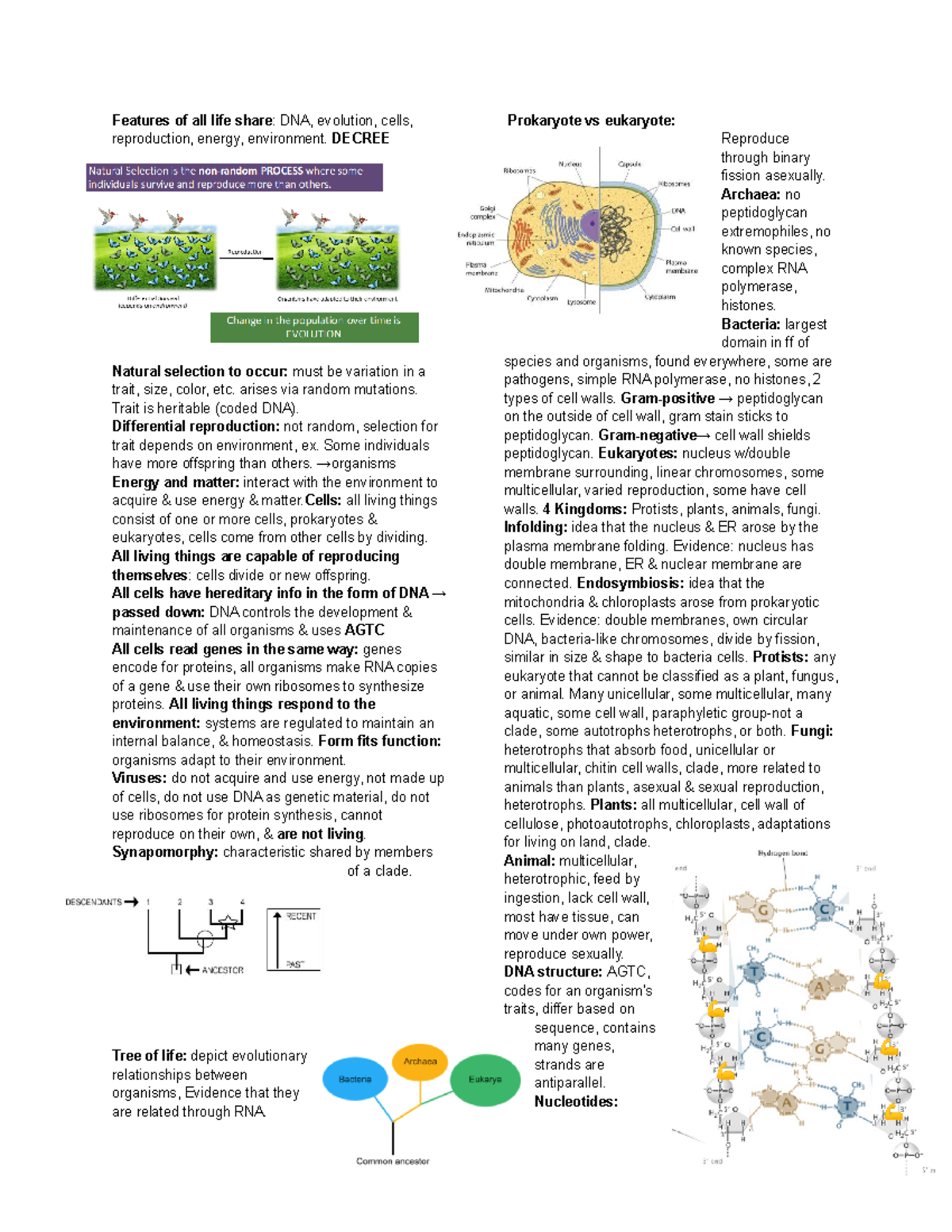 148 Final Exam Biology Study Guide: DNA, Evolution, and Cells - Studocu