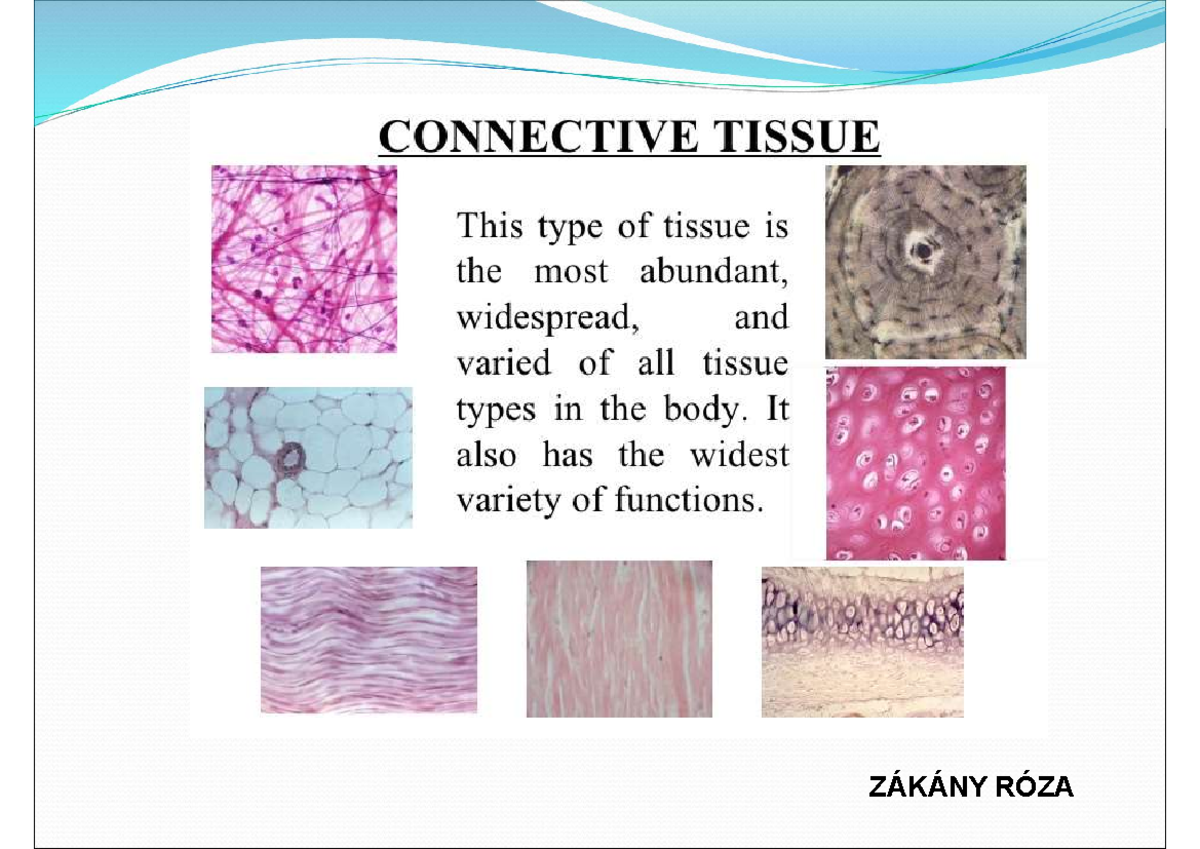 CT 2023: Overview of Connective Tissue Cells and Their Functions - Studocu