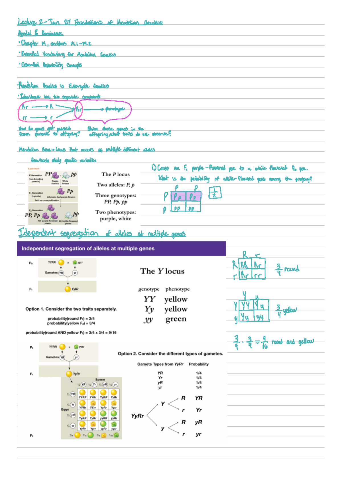 Bio Lecture Notes - Lecture Jan 27 Foundations of Mendelian Genetics ...