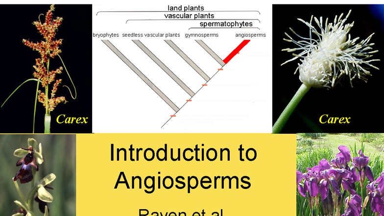 Lecture 9: Introduction to Angiosperms - BIO2137 2025 - Studocu