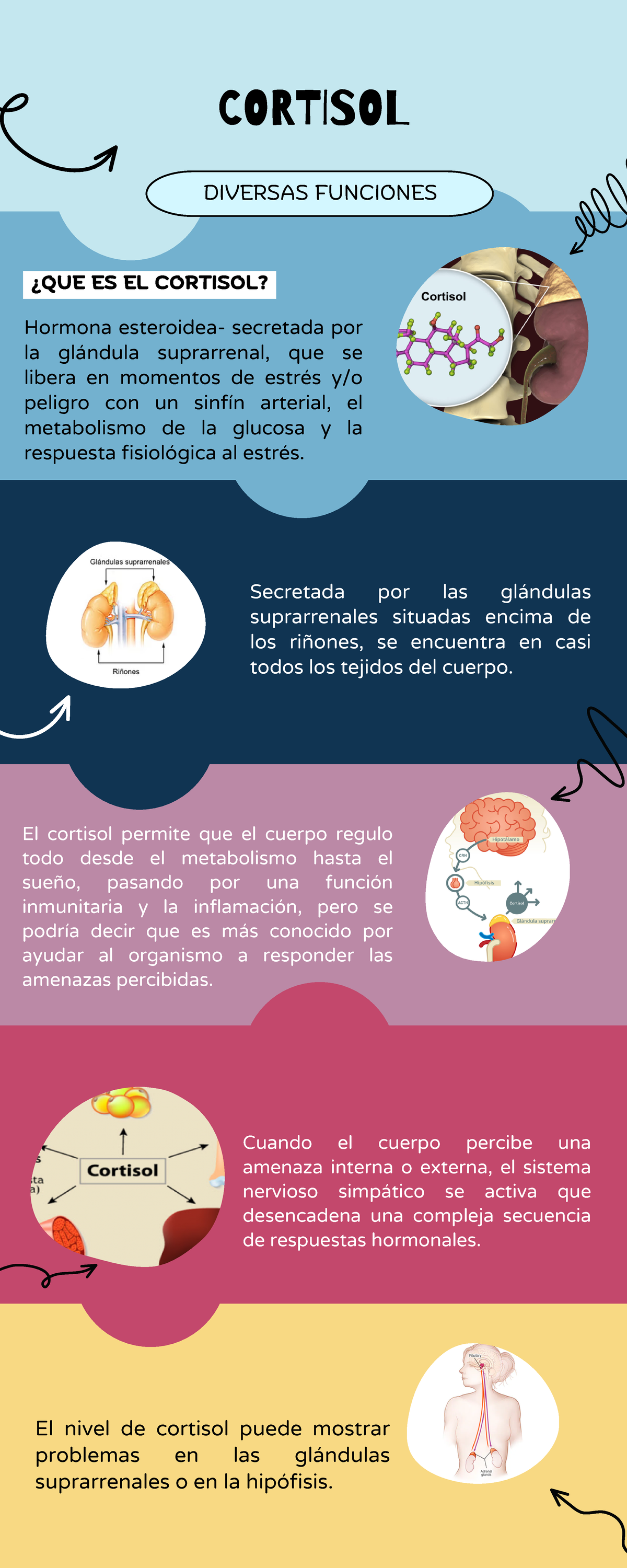 Infografía sobre el Cortisol: Funciones y Respuestas al Estrés - Studocu