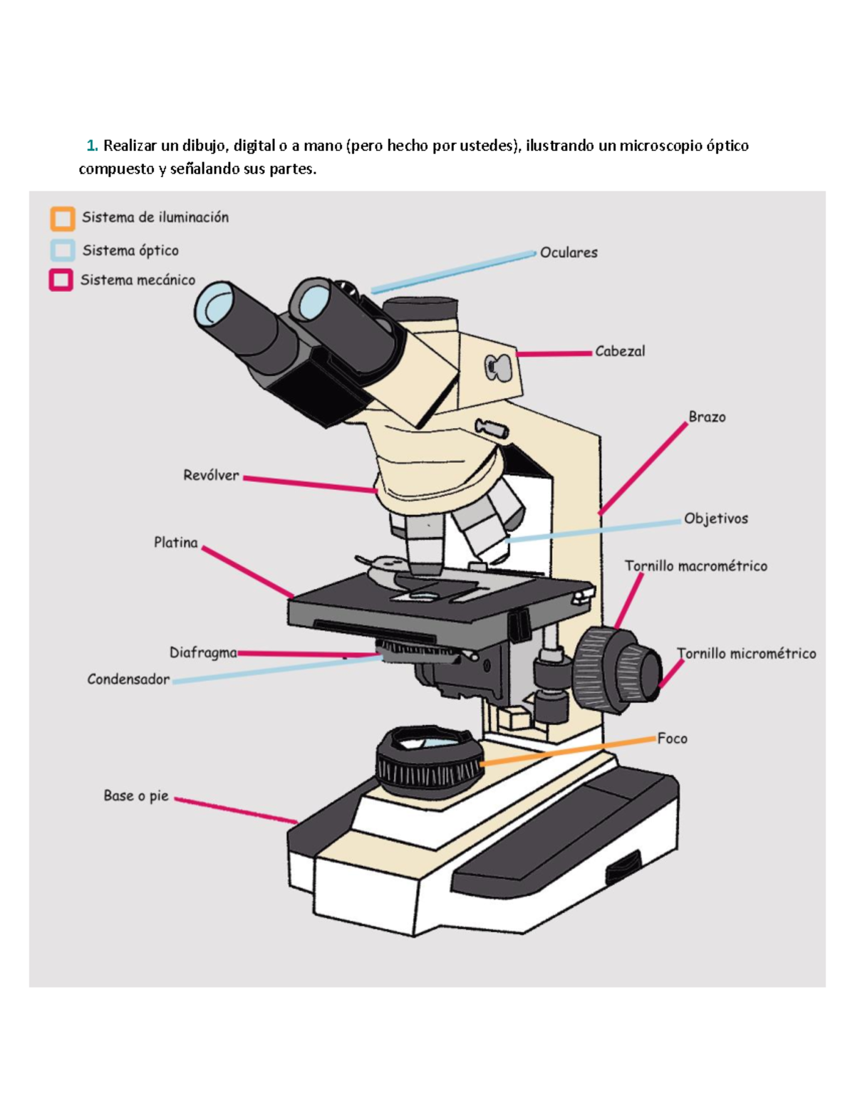 Microscopio: Dibujo y Partes del Microscopio Óptico Compuesto - Studocu