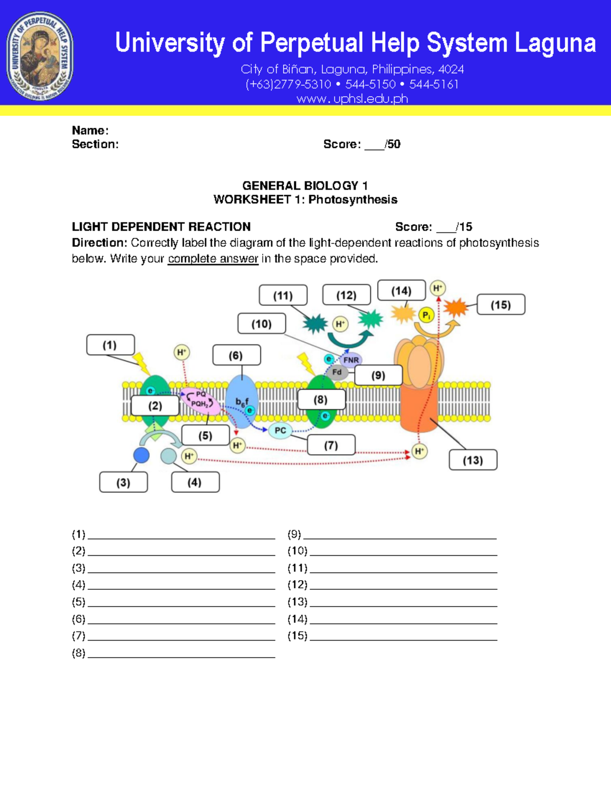 GEN BIO 1: Photosynthesis Worksheet on Light Dependent Reactions - Studocu