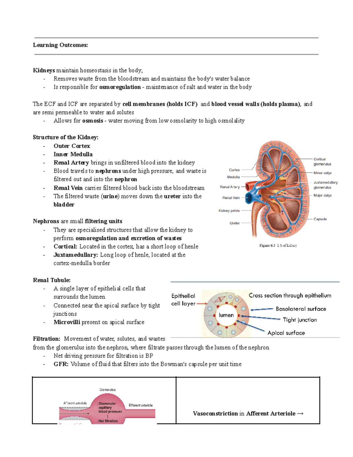 wk8 fluid and electrolytes - Learning Outcomes: Kidneys maintain ...