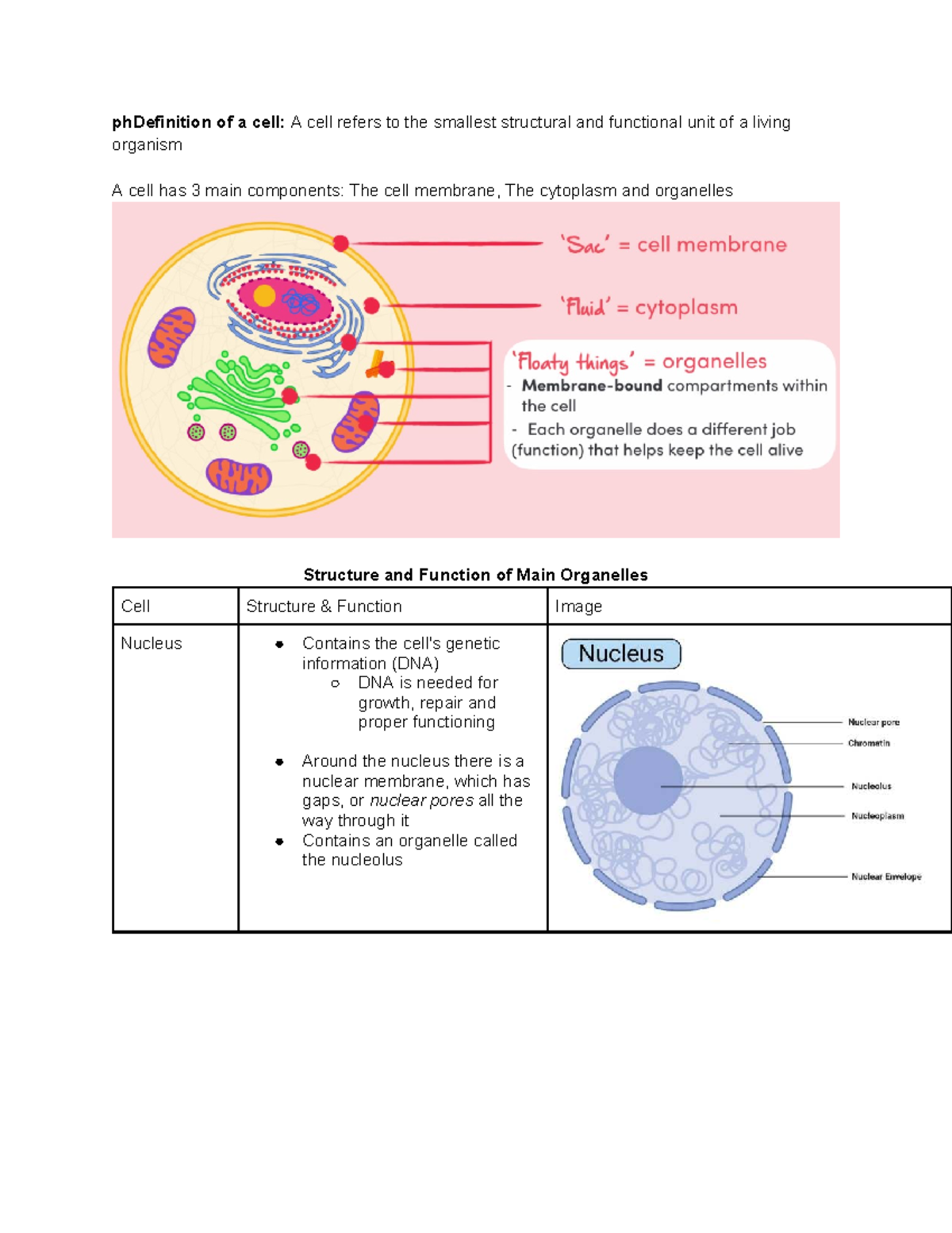 BIO 2024 Revision: Cell Structure and Function Notes - Studocu