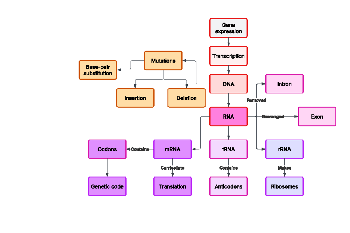 Chapter 8 - Concept map - BIO 189 - Gene expression Transcription DNA Mutations Insertion ...