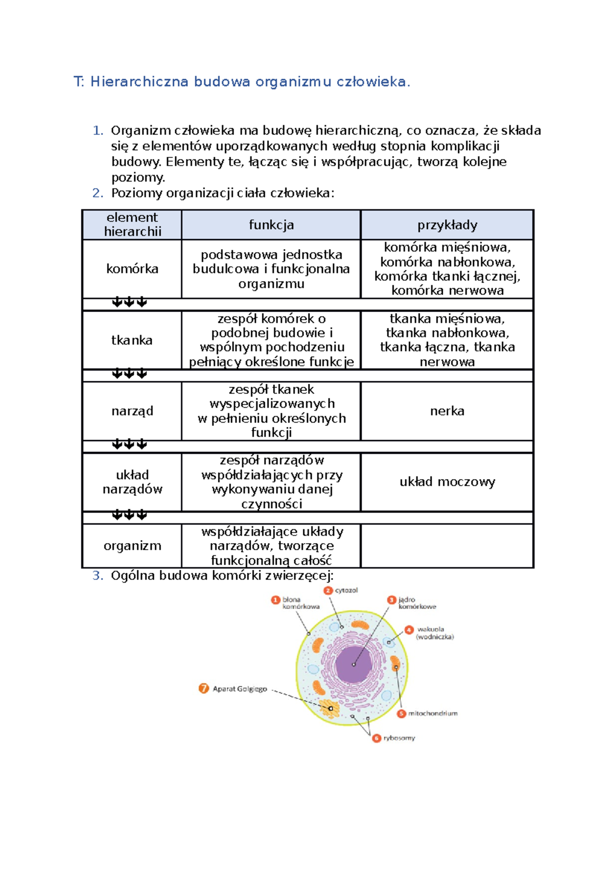 1.1. hierarchiczna budowa organizmu człowieka - Organizm człowieka ma ...