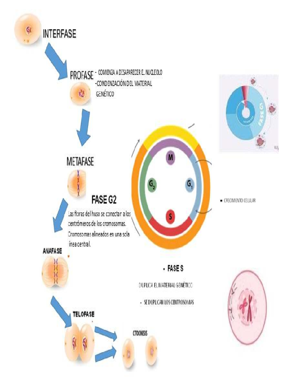 Esquema y Mapa de la División Celular: Interfase y Mitosis - Studocu