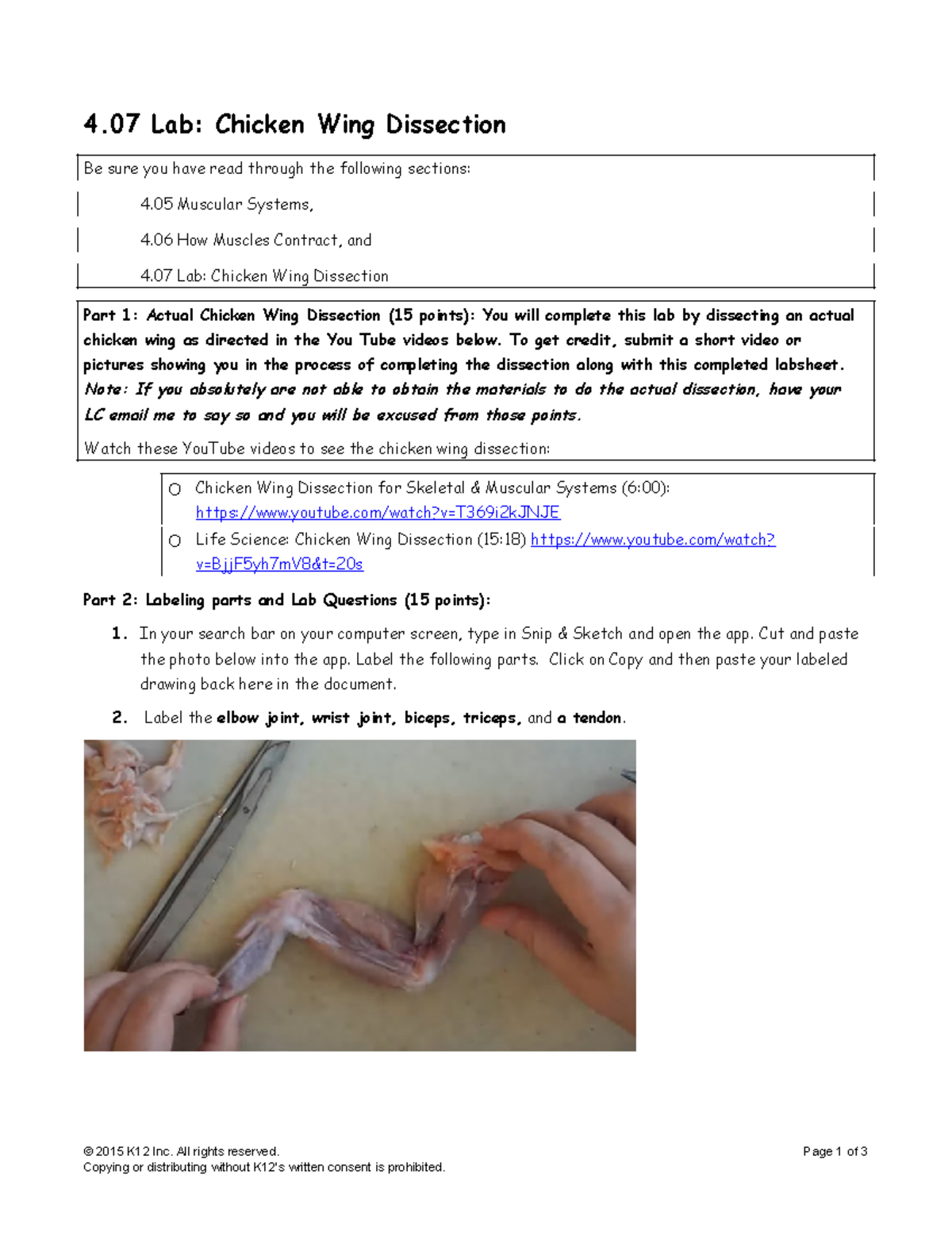 4.07 Chicken Wing Dissection Lab: Video & Labeling Guide - Studocu