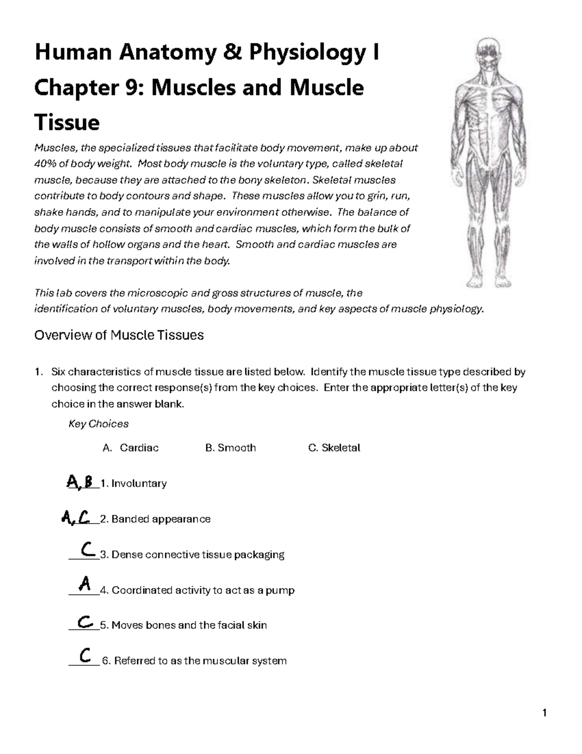 Human Anatomy & Physiology I: Chapter 9 Lab on Muscles & Tissue - Studocu