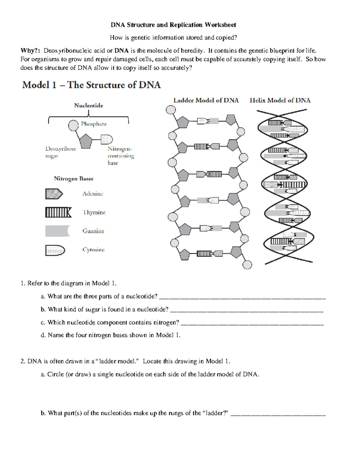 Pogil - DNA Structure & Replication Worksheet (Genetic Info Storage ...