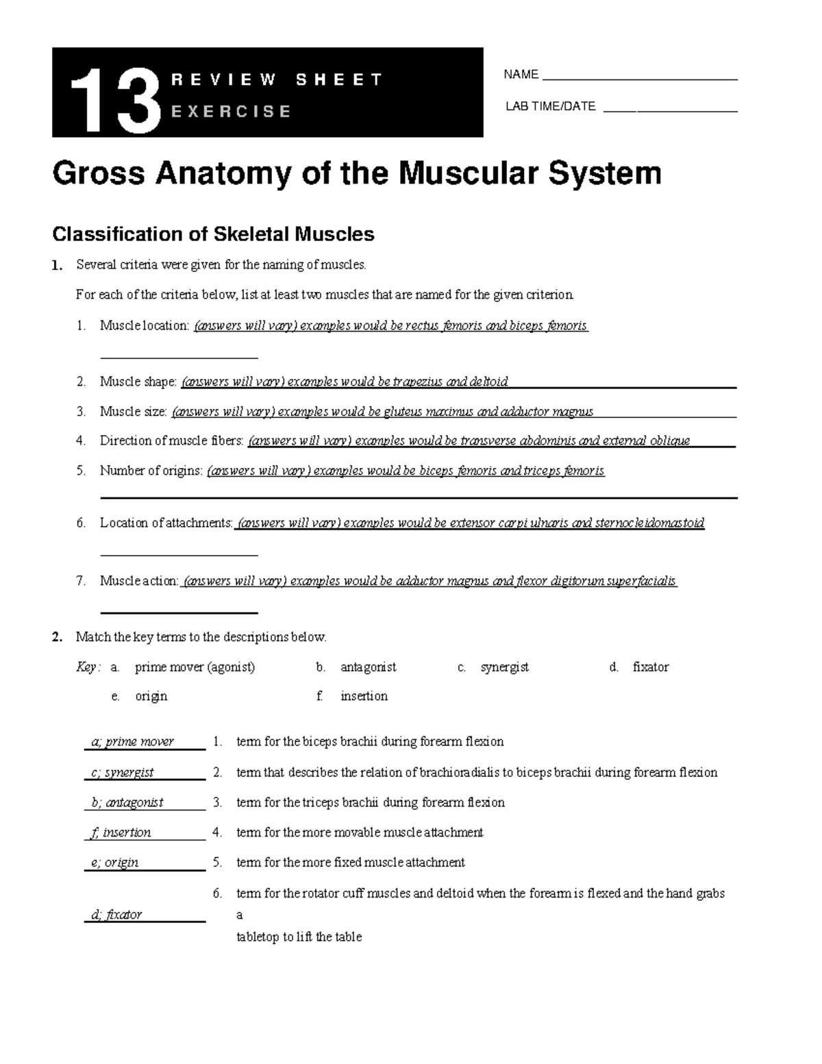 Exercise 13 Review Sheet: Gross Anatomy of Skeletal Muscles - Studocu