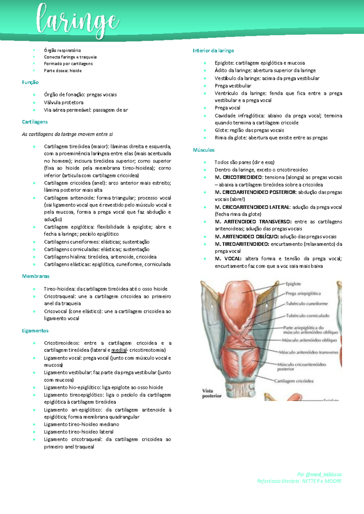 Laringe: Anatomia, Função e Inervação da Estrutura Respiratória - Studocu