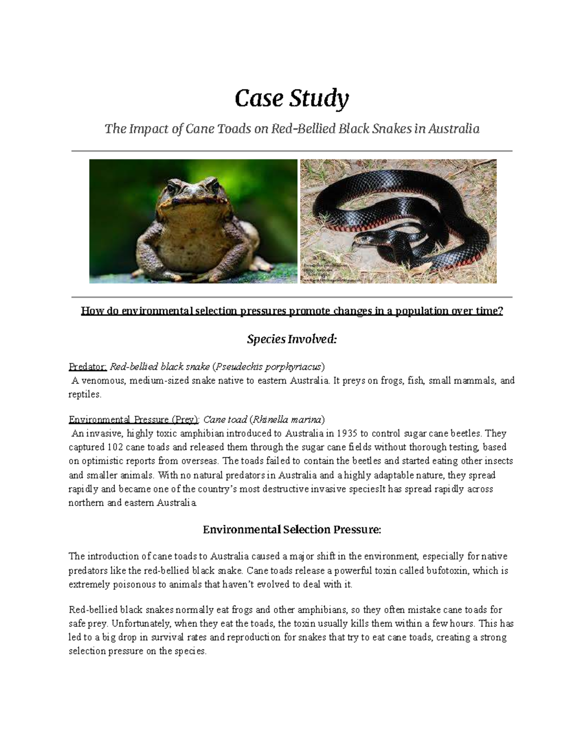 Bio Case Study: The Impact of Cane Toads on Black Snakes in Australia ...