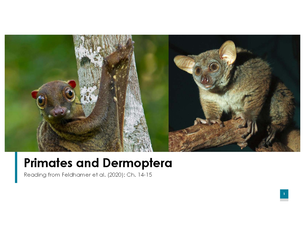 Primate Biology and Dermoptera Overview - BSC296 S2025 - BSC 296 ...