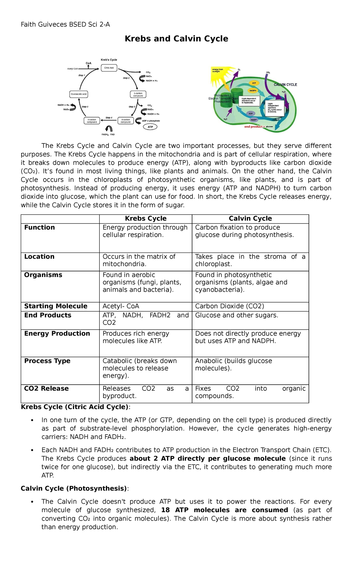 Biochem BSED Sci: Krebs & Calvin Cycle Overview - Studocu