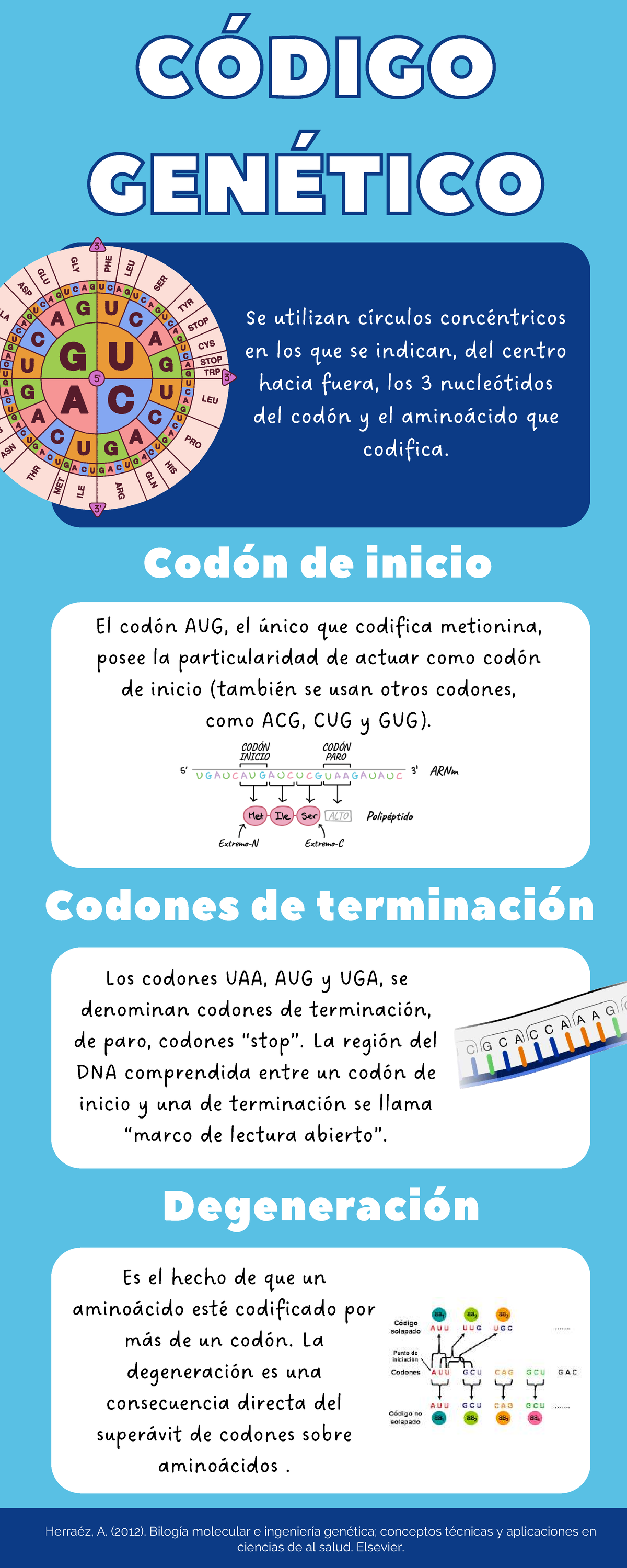 Código Genético: Nucleótidos, Codones y Aminoácidos en Biología - Studocu