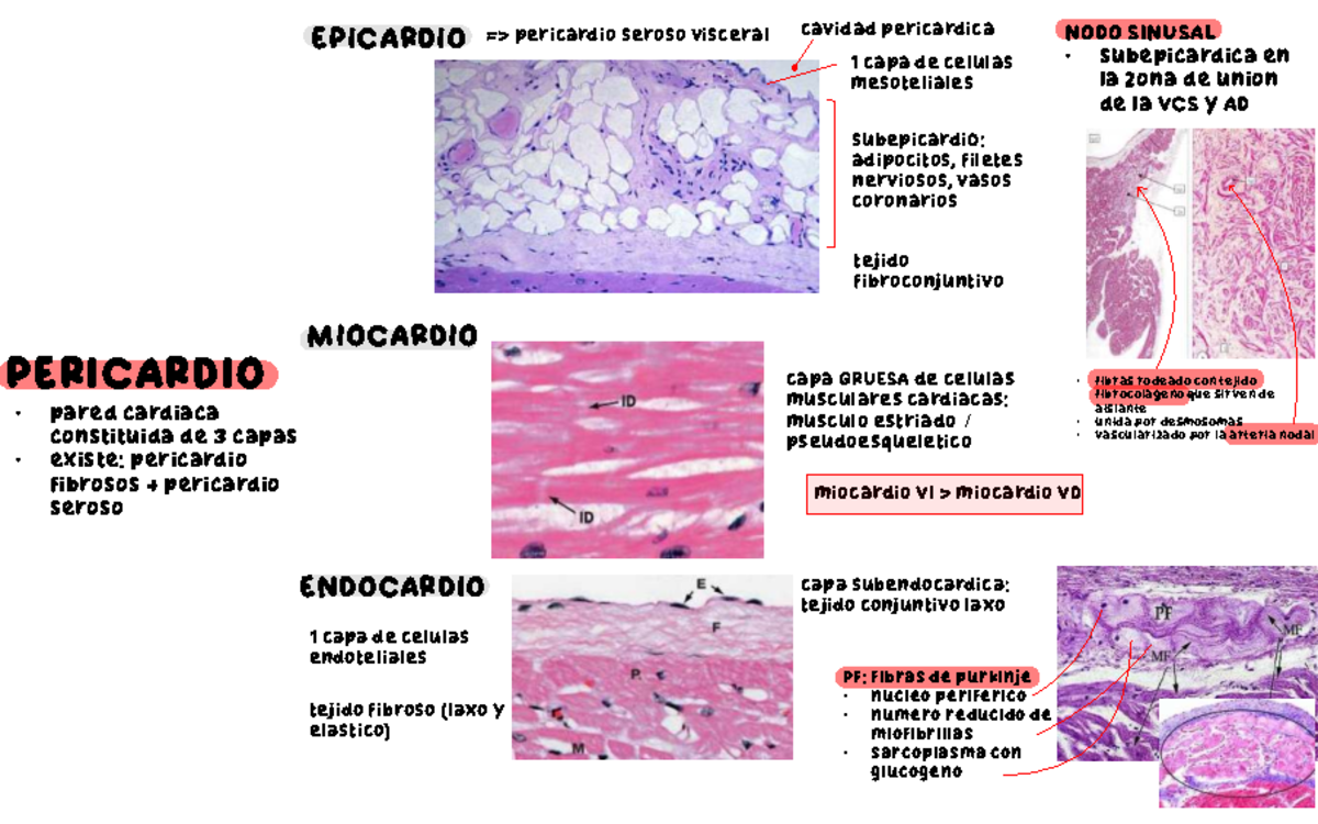 Anatomía del Corazón: Estructura y Función del Pericardio y Miocardio ...